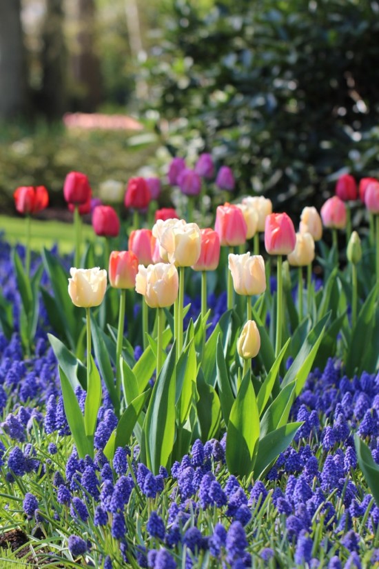 Tulipmania: The Good Dirt on Tulips | Private Newport