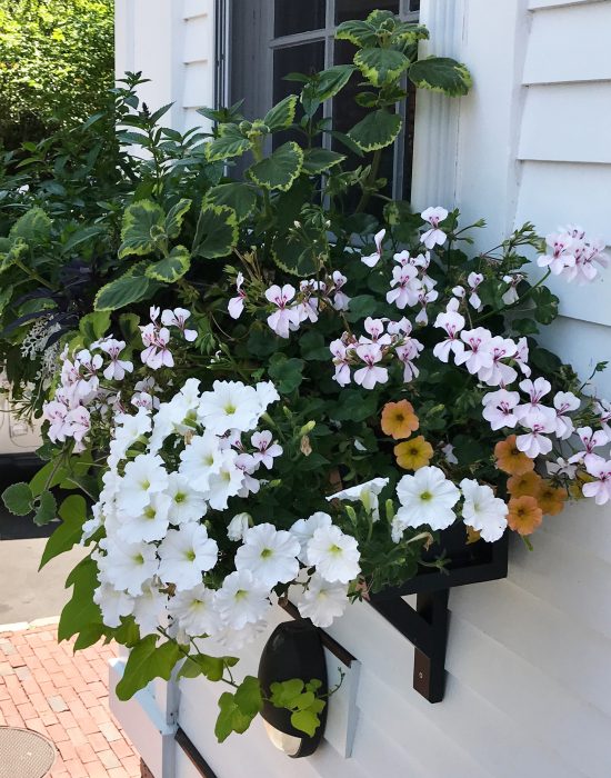 Window Boxes of Nantucket | Private Newport
