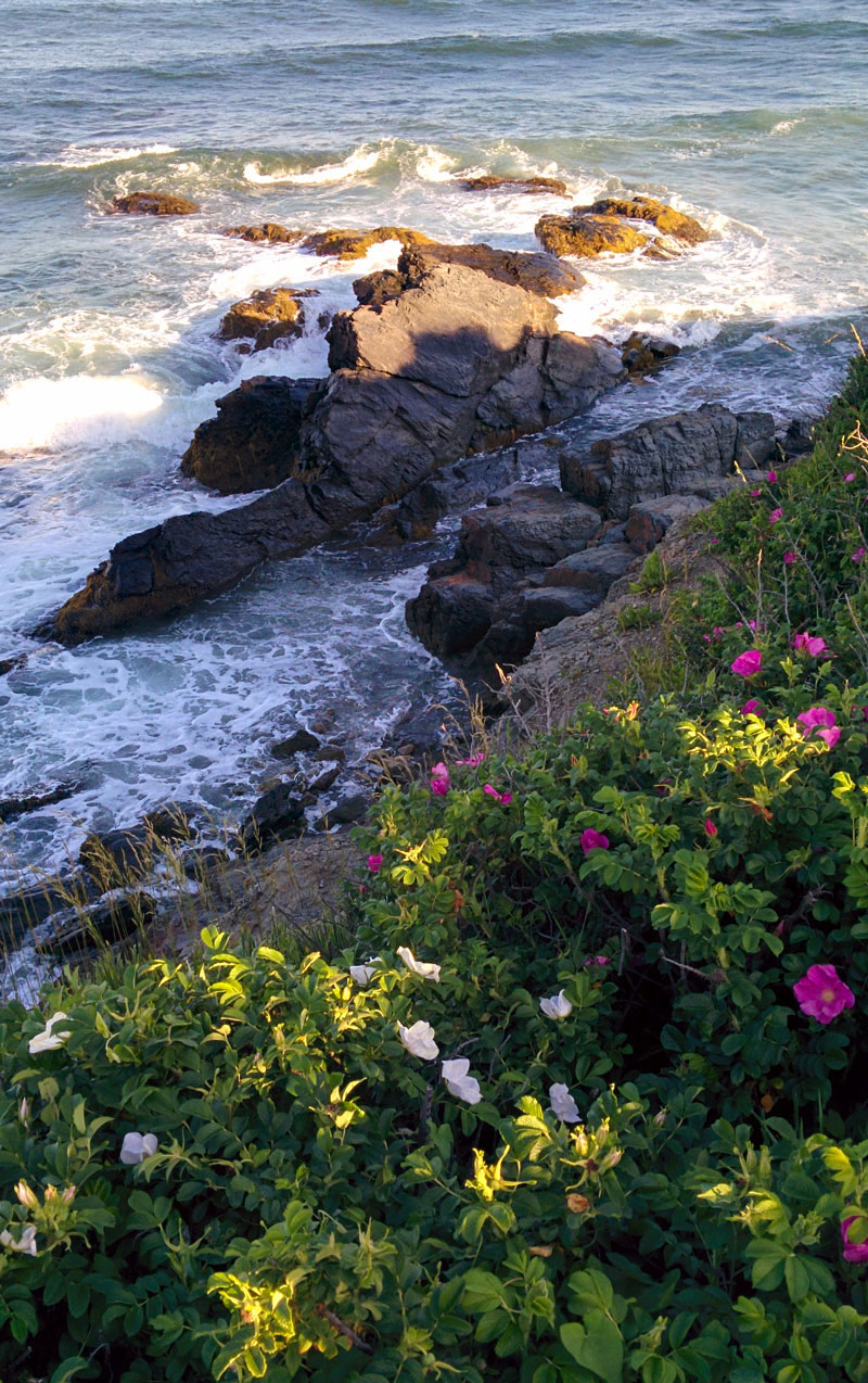 The Many Facets of Cliff Walk | Private Newport