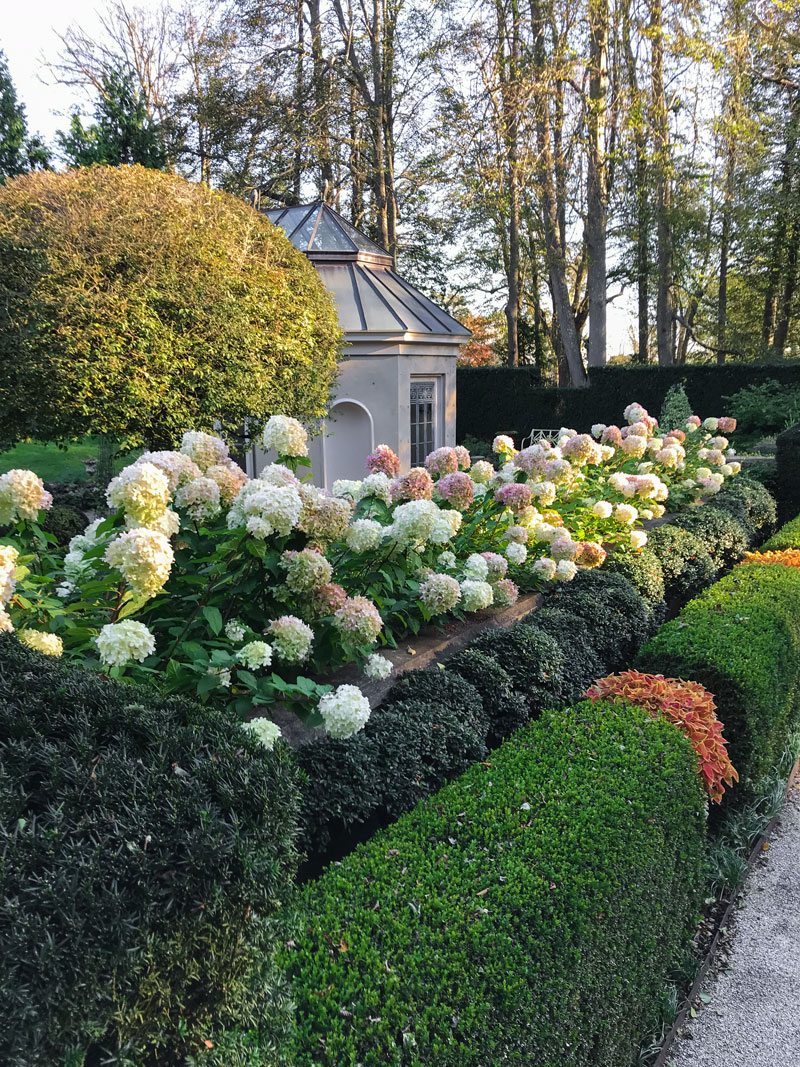 ‘Limelight’ Hydrangeas: An Autumn Gift from the Garden | Private Newport