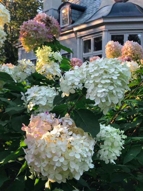 ‘Limelight’ Hydrangeas: An Autumn Gift from the Garden | Private Newport