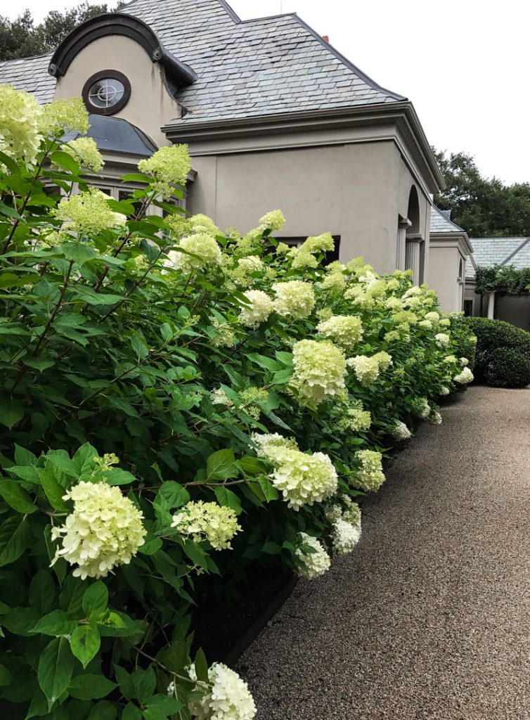 ‘Limelight’ Hydrangeas: An Autumn Gift from the Garden | Private Newport