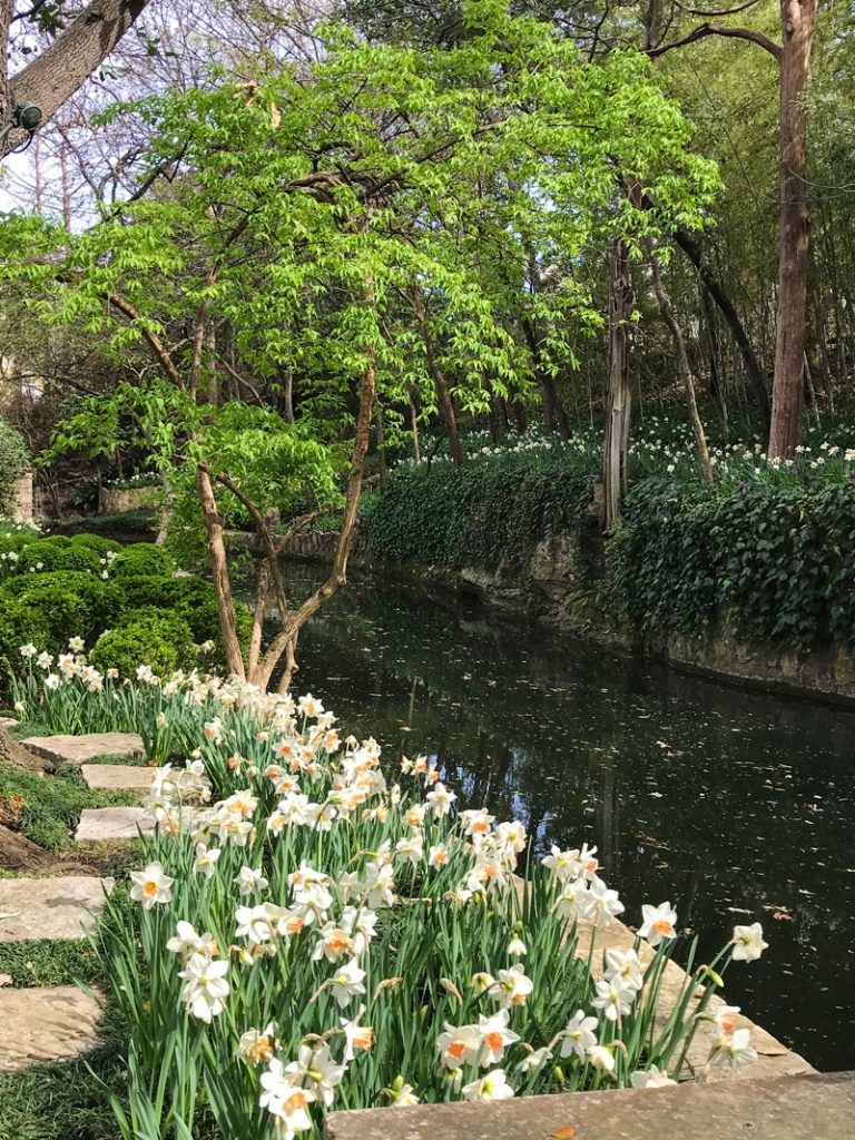 Inspiring Garden Design: A Daffodil Landscape in Dallas | Private Newport