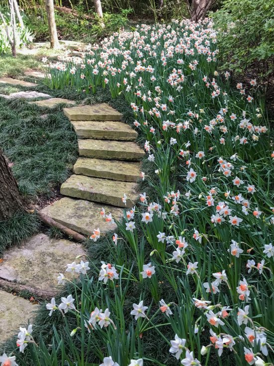 Inspiring Garden Design: A Daffodil Landscape in Dallas | Private Newport