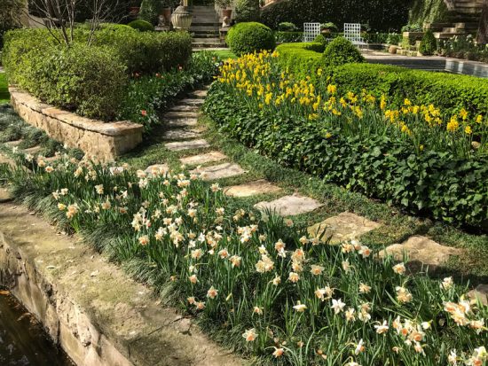 Inspiring Garden Design: A Daffodil Landscape in Dallas | Private Newport