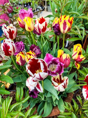 Tulip Fever | Private Newport