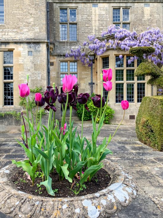 Tulip Fever | Private Newport