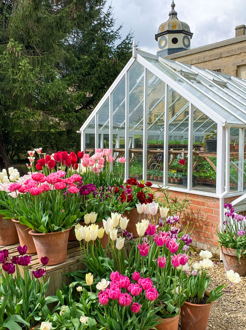 Tulip Fever | Private Newport