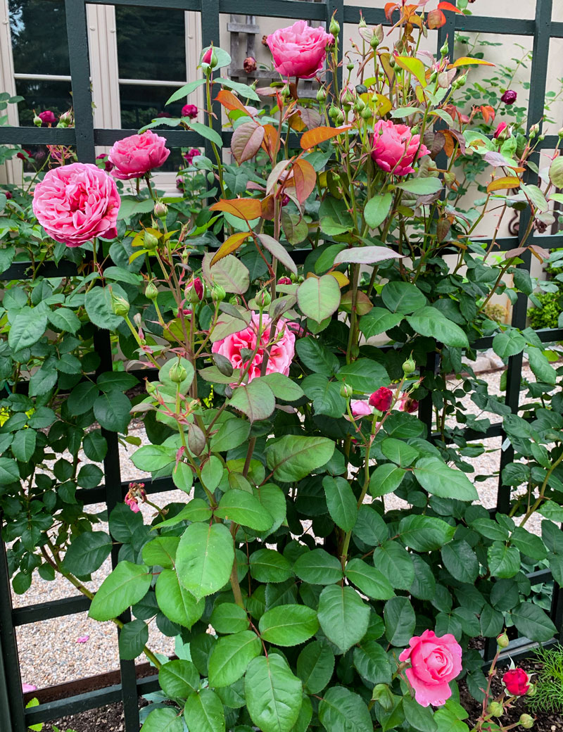 Roses-July-2019-8 | Private Newport