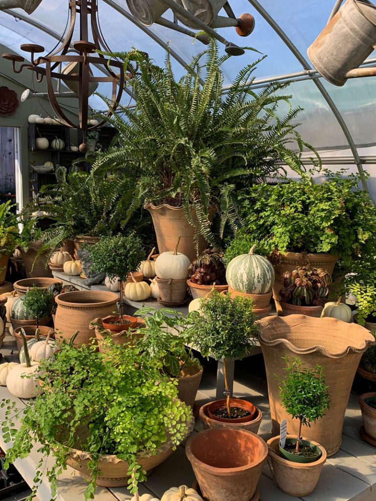 A Passion for Fall Plants | Private Newport