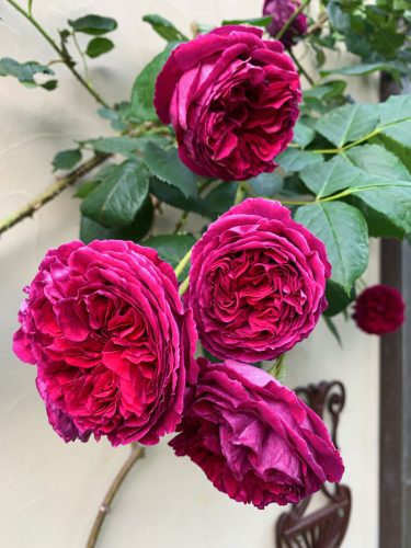 Designing with Roses | Private Newport