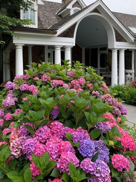 Landscaping with Hydrangeas | Private Newport