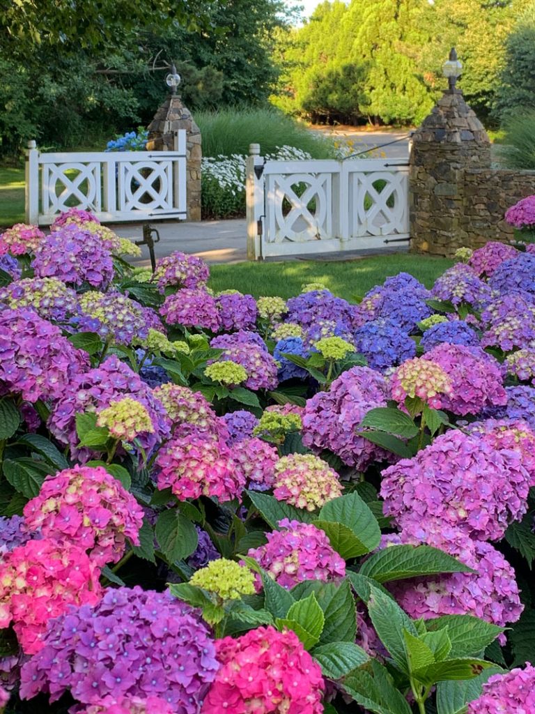 Landscaping with Hydrangeas | Private Newport