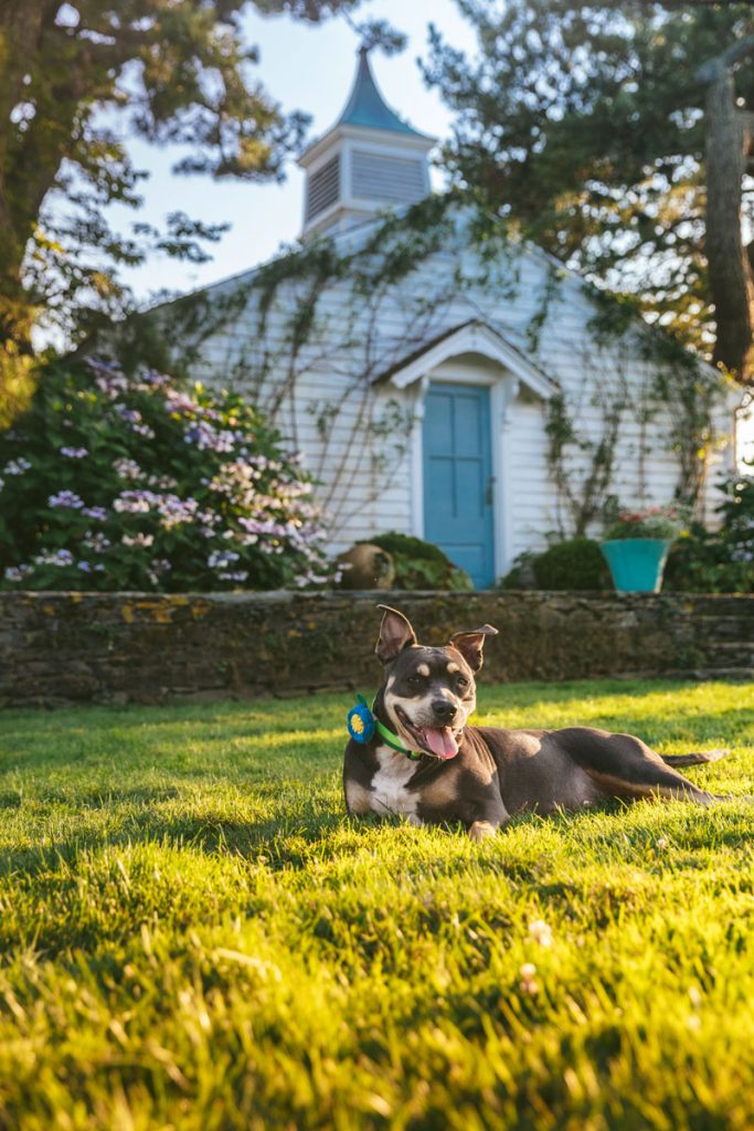 Pampered Pets of Private Newport, 2021 | Private Newport