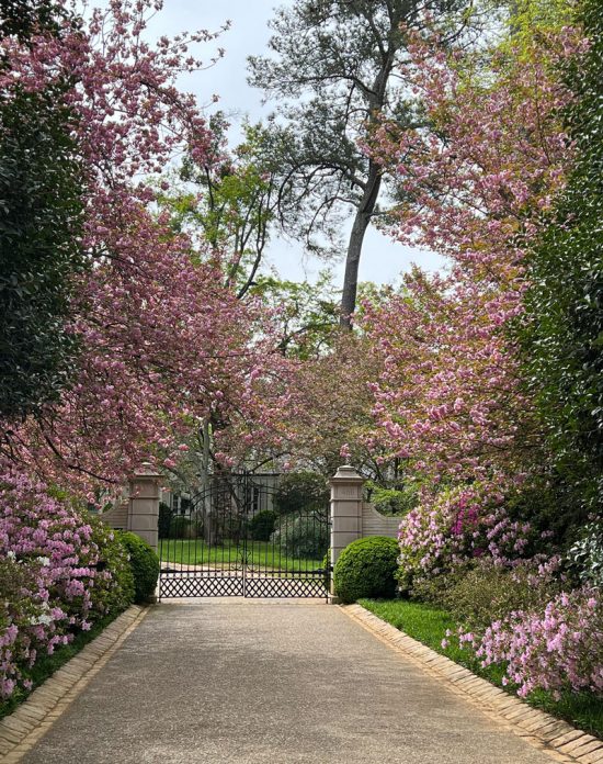 Azalea Time in Atlanta | Private Newport