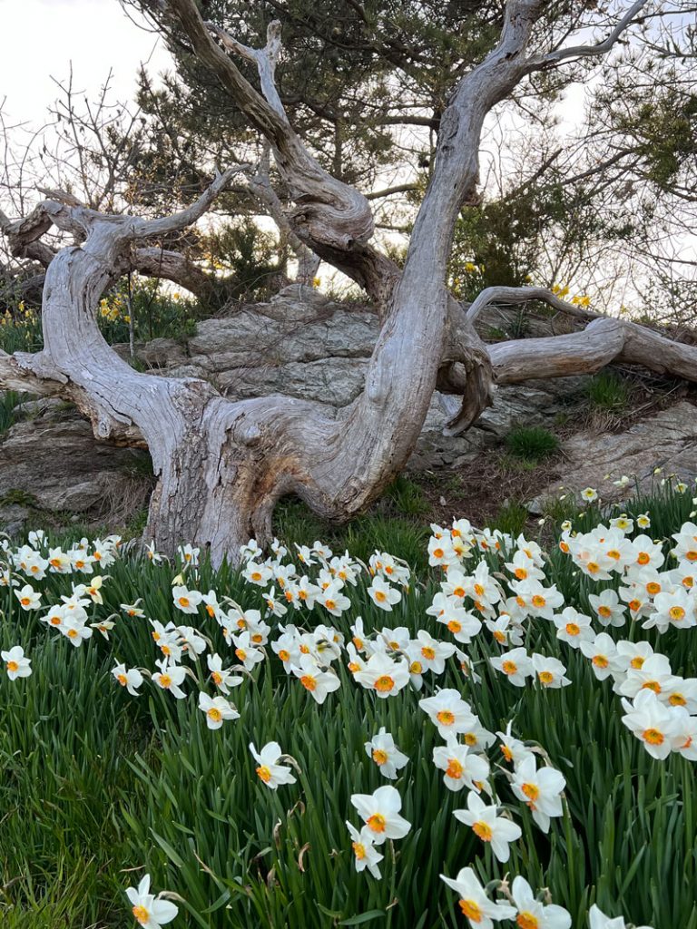 Daffodils in the Landscape | Private Newport