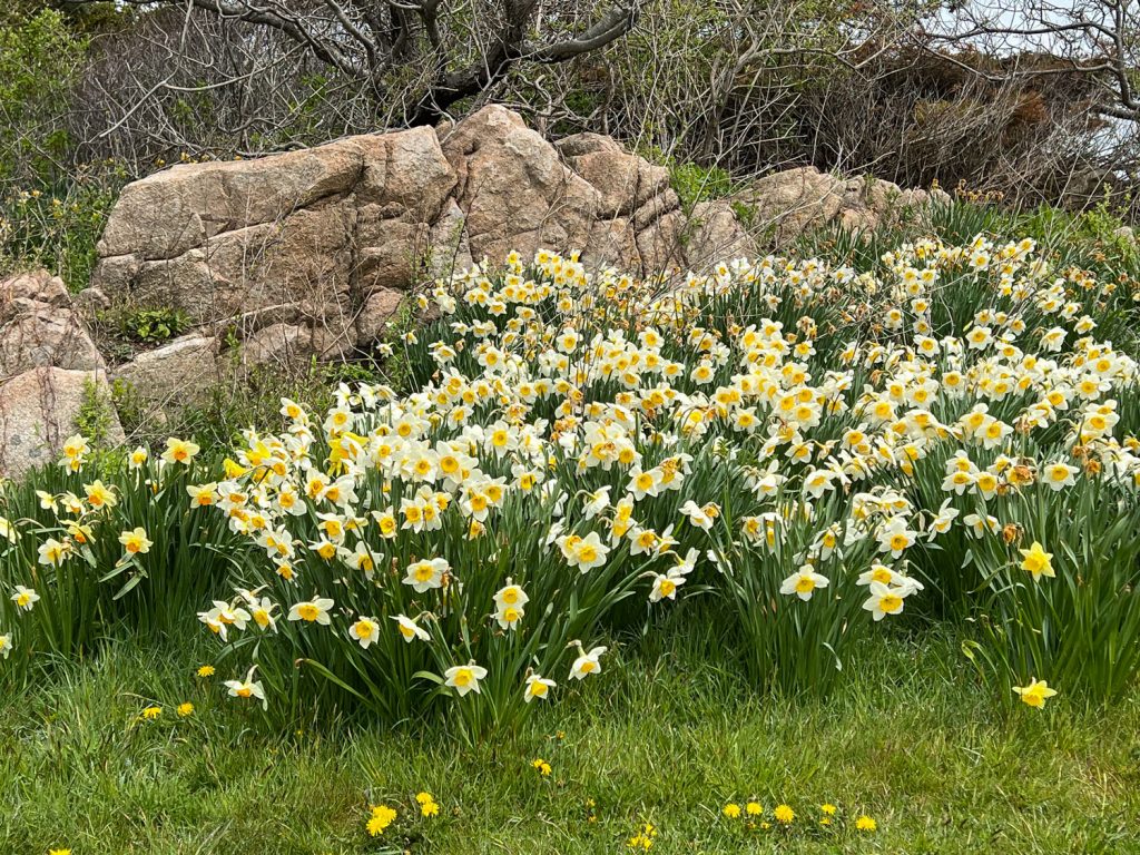 Daffodils in the Landscape | Private Newport