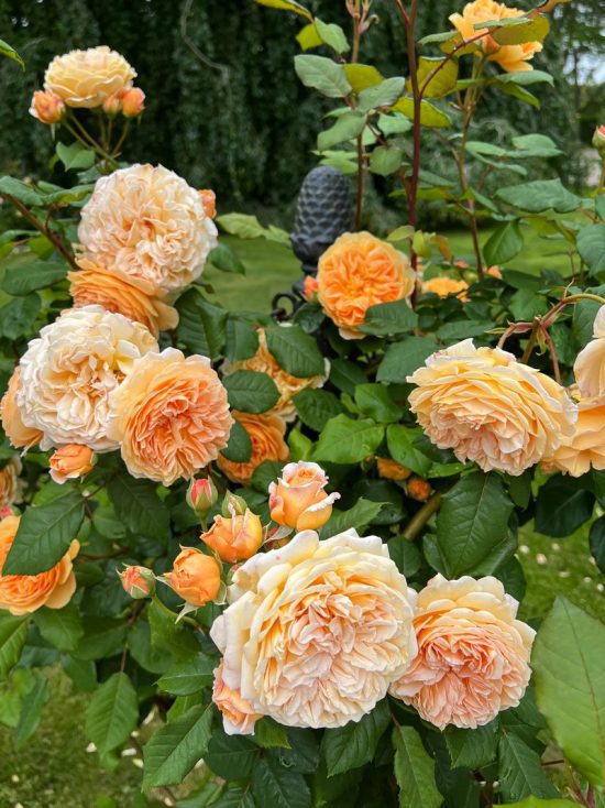 Roses at Parterre | Private Newport