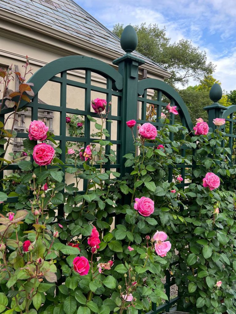 Roses at Parterre | Private Newport