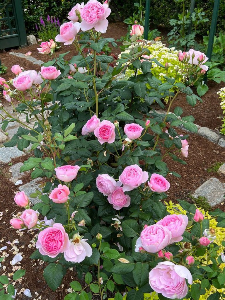 Roses at Parterre | Private Newport