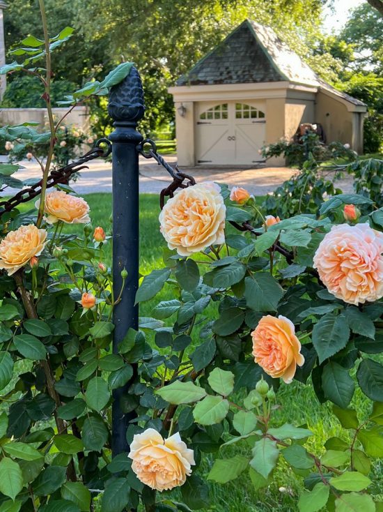 Roses at Parterre | Private Newport