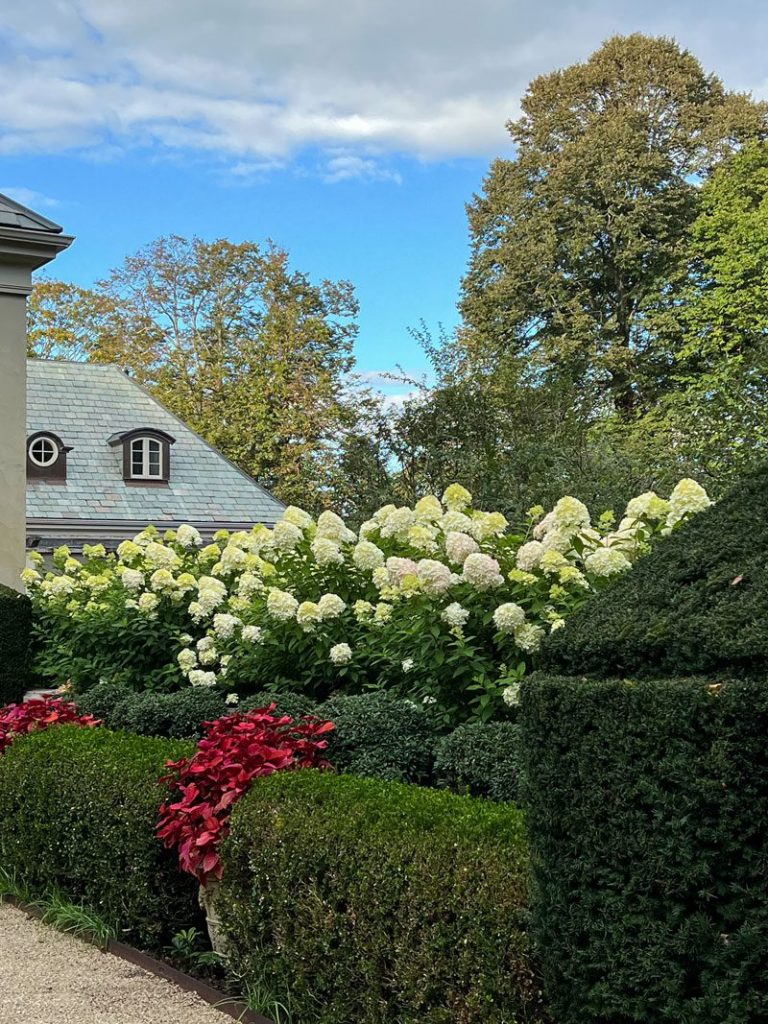 Fall Lusciousness: A ‘Limelight’ Hydrangea Border | Private Newport