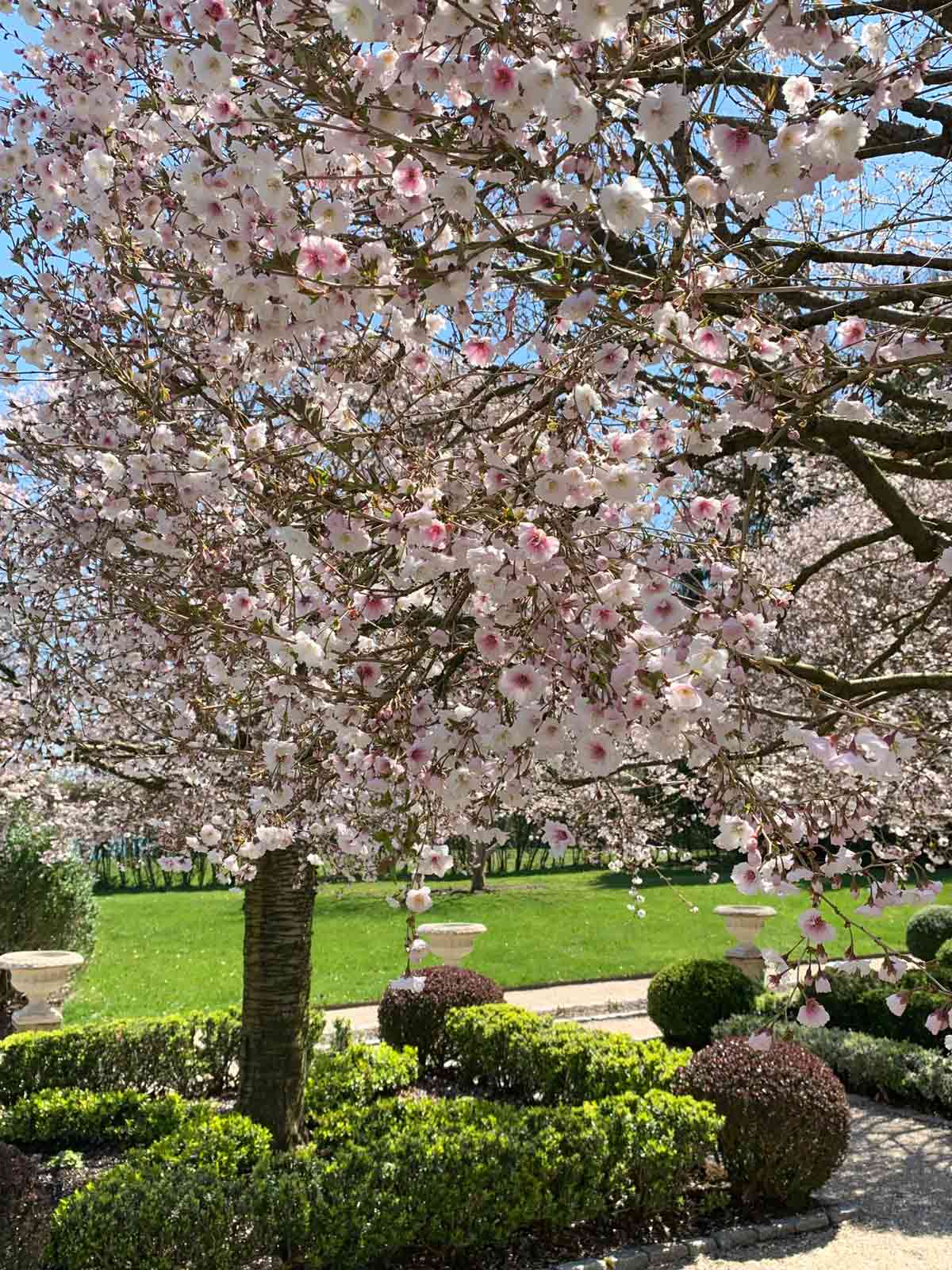 A Cheery, Cherry Spring at Parterre | Private Newport