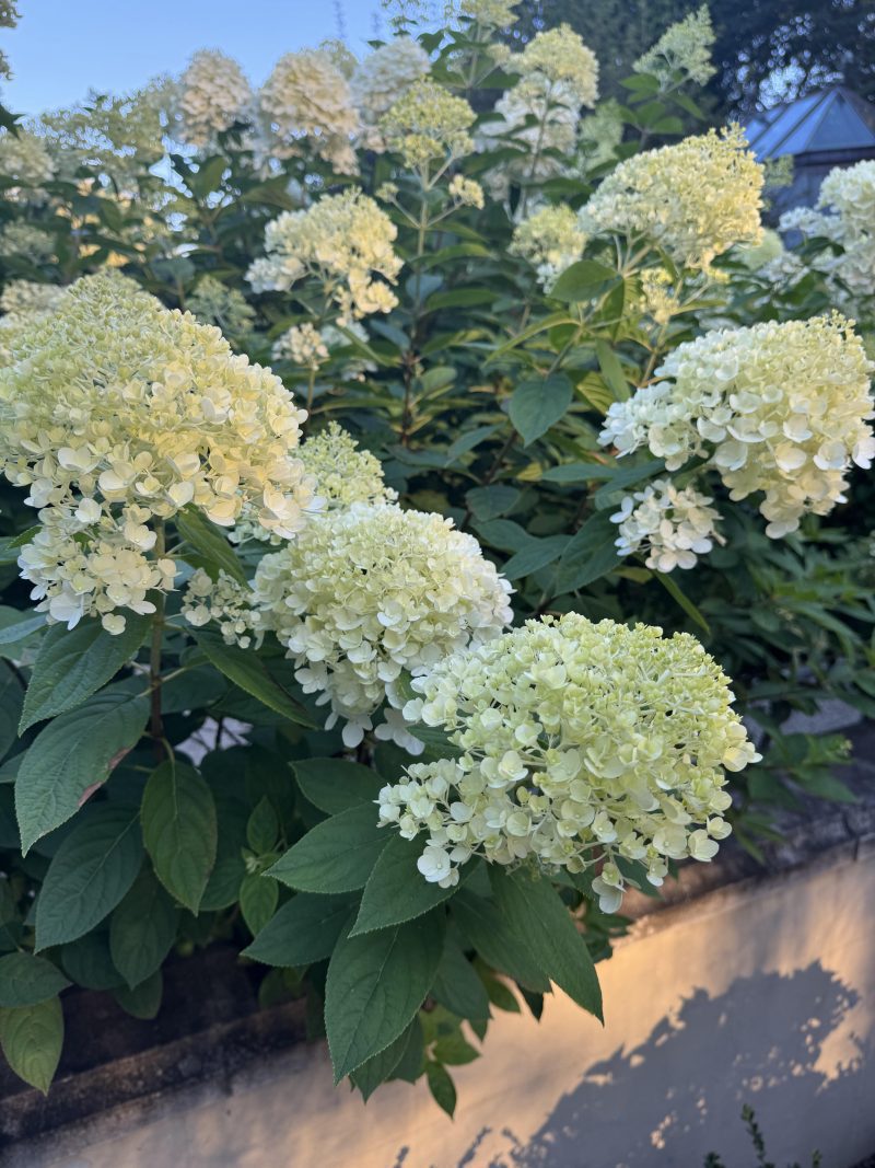 The Stars of Fall: ‘Limelight’ Hydrangeas | Private Newport