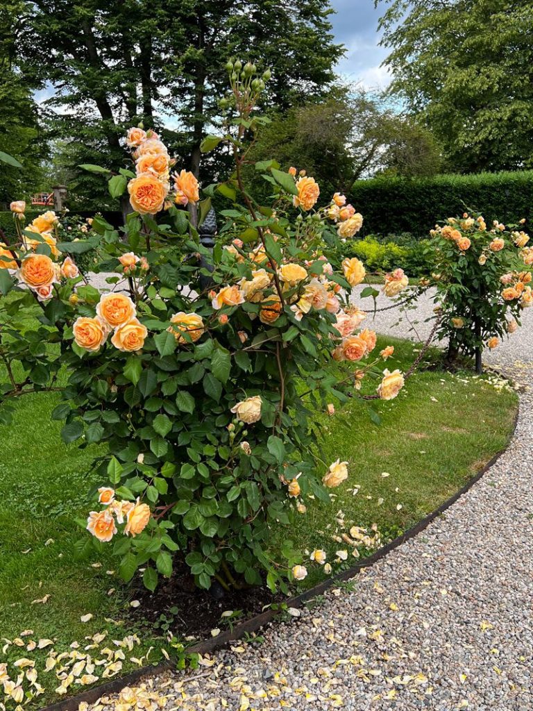 Horticultural Delights from Parterre, Part I | Private Newport