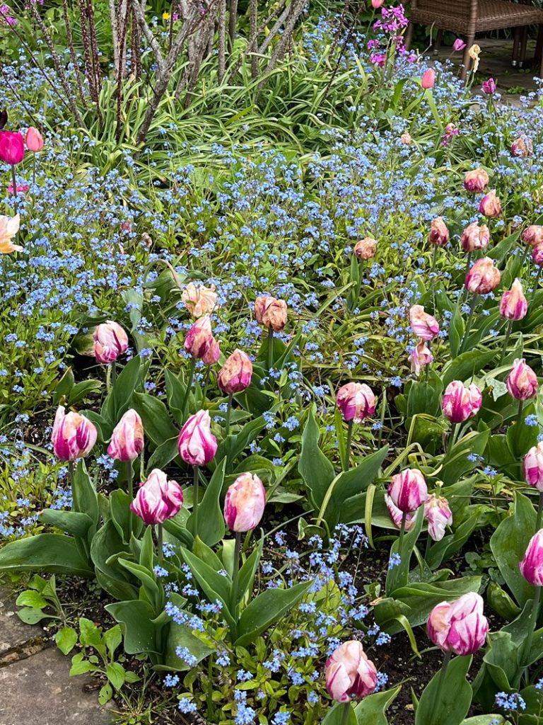 Chasing Tulips in Sussex and Surrey, Part I | Private Newport